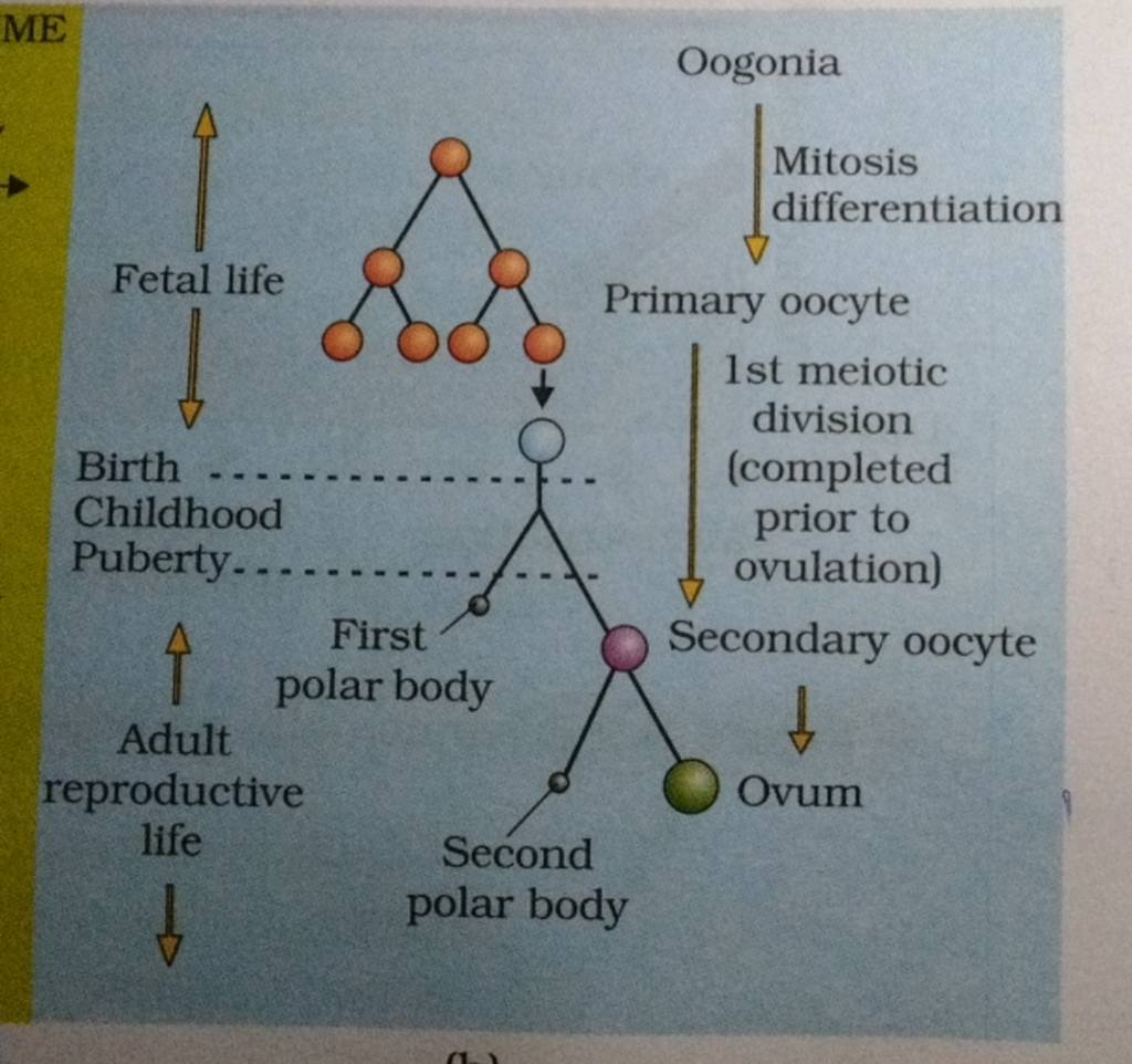 ME -Sr Fetal life Birth Childhood Puberty... First polar body Î Adult rep..