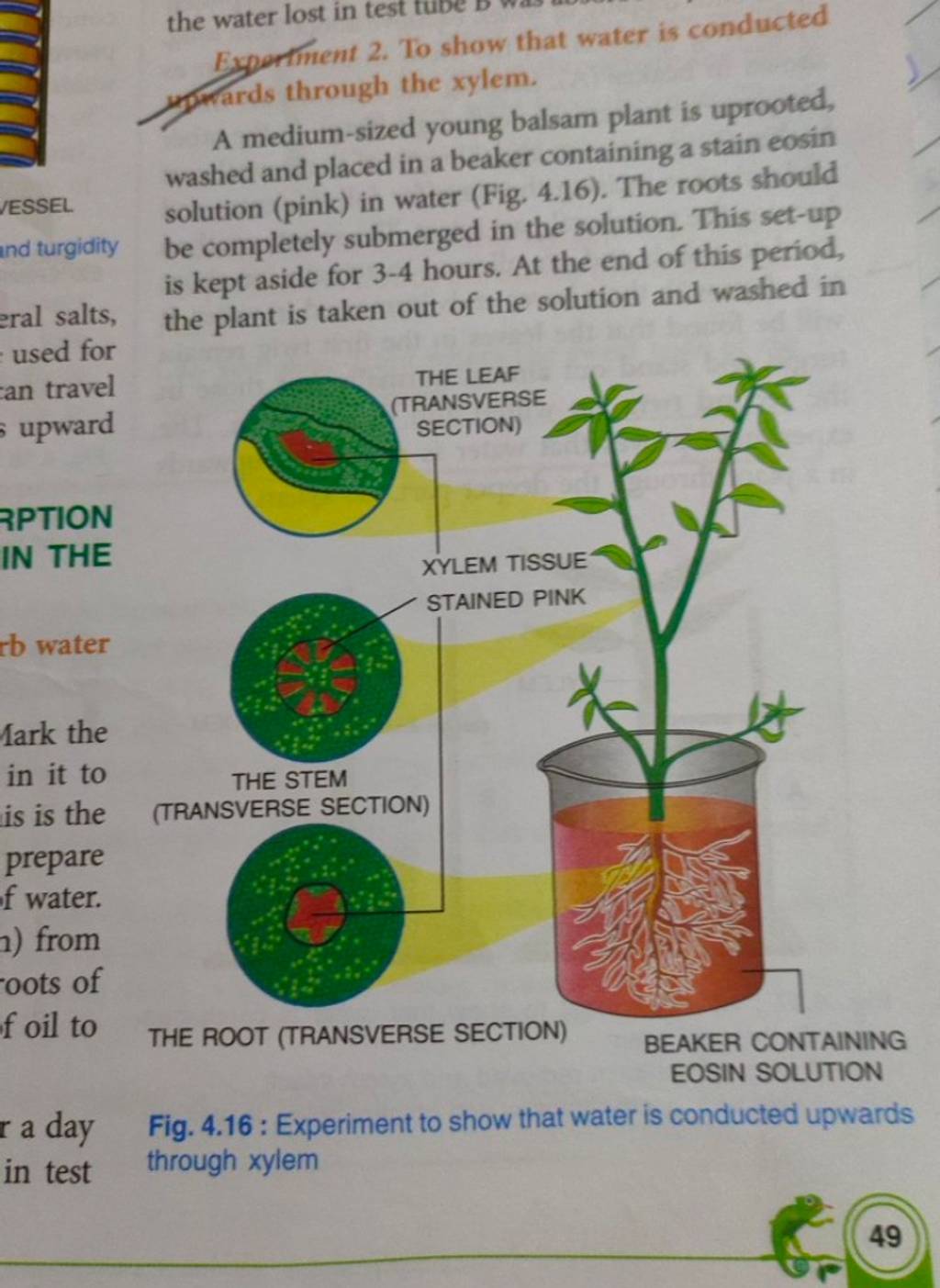 2. To show that water is conducted yowards through the xylem. A medium-s..