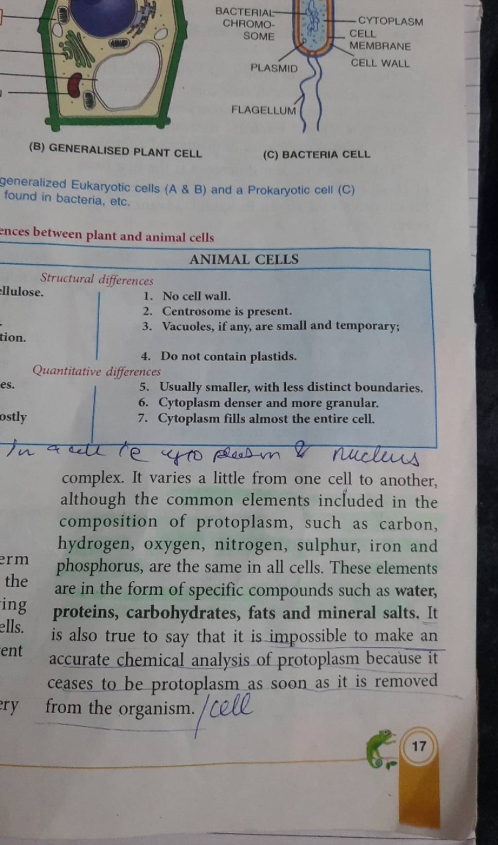 GENERALISED PLANT CELL (C) BACTEAIA CELL generalized Eukaryotic cells (A..
