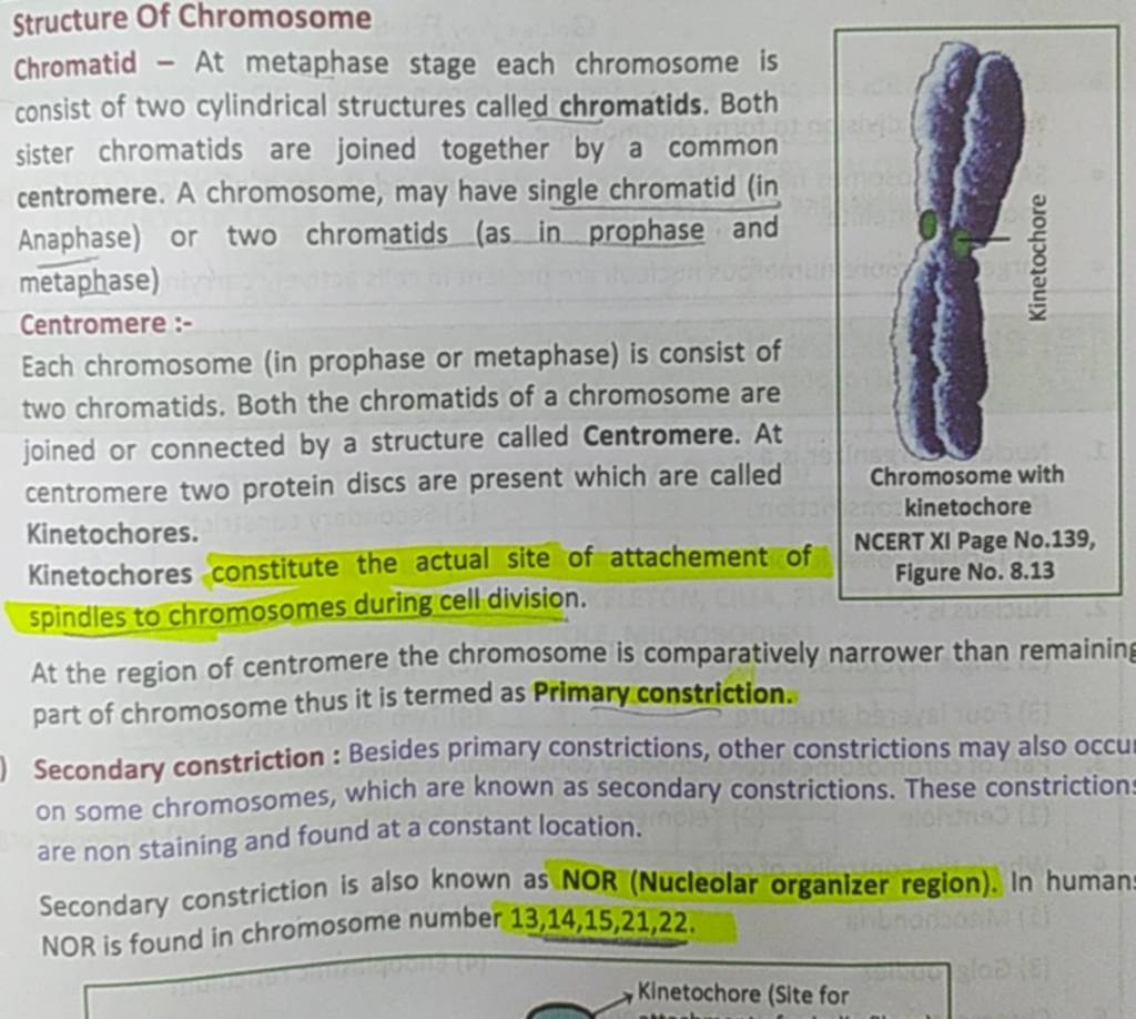 Structure Of Chromosome Chromatid - At metaphase stage each chromosome is..