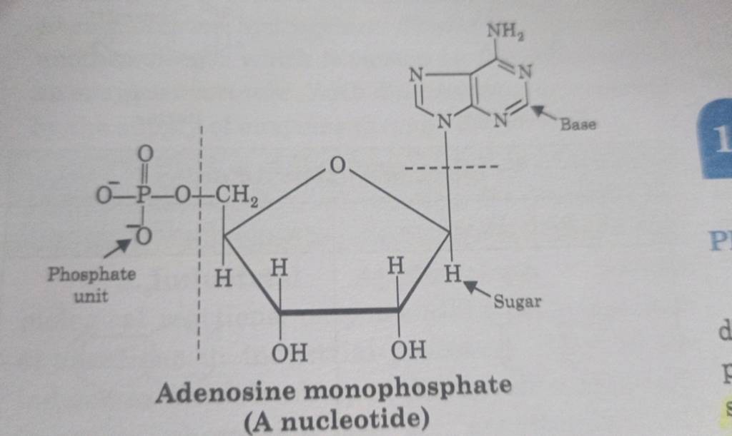 Adenosine monophosphate (A nucleotide) | Filo