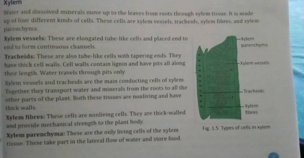 Xylem vessels: These are elongated tube-like cells and placed end to end