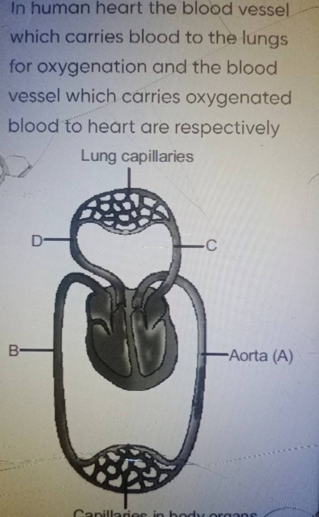 In human heart the blood vessel which carries blood to the lungs for oxyg..