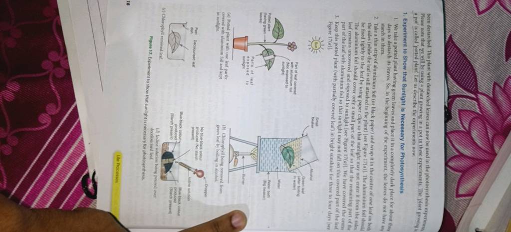 16 been destarched. This plant with destarched leaves can now be used in