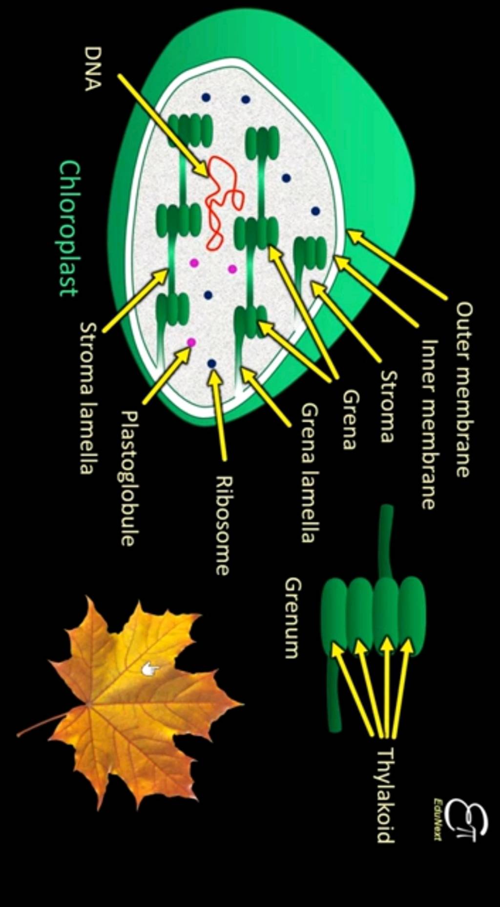 DNA Chloroplast Outer membrane Inner membrane Stroma Grena Grena lamella