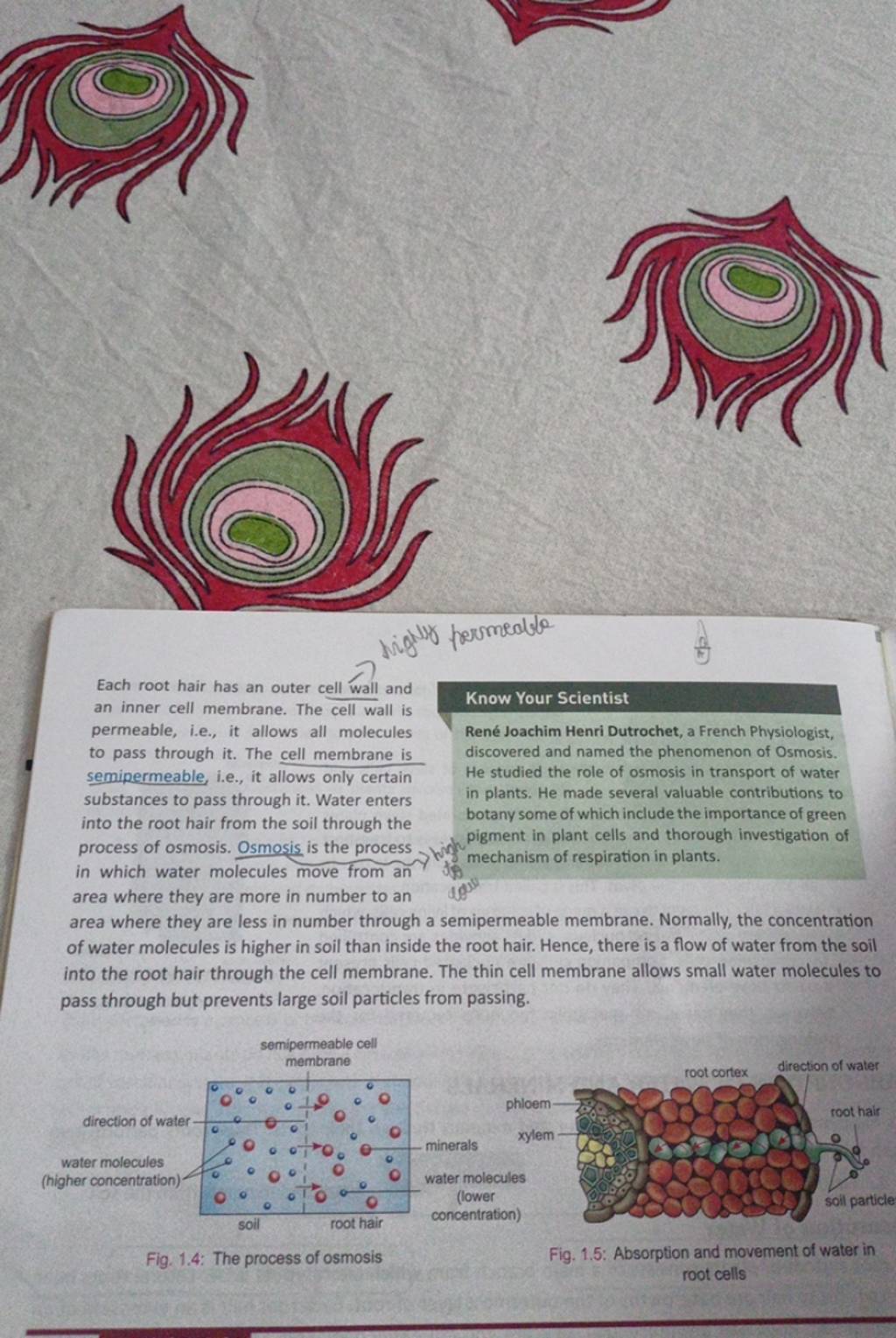 highly permeable 2 Each root hair has an outer cell wall and an inner cel..