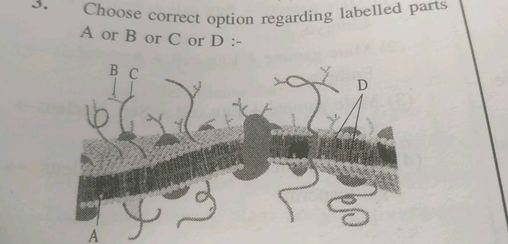 Choose correct option regarding labelled parts A or B or C or D :- | Filo Choose correct option regarding labelled parts A or B or C or D :- | Filo