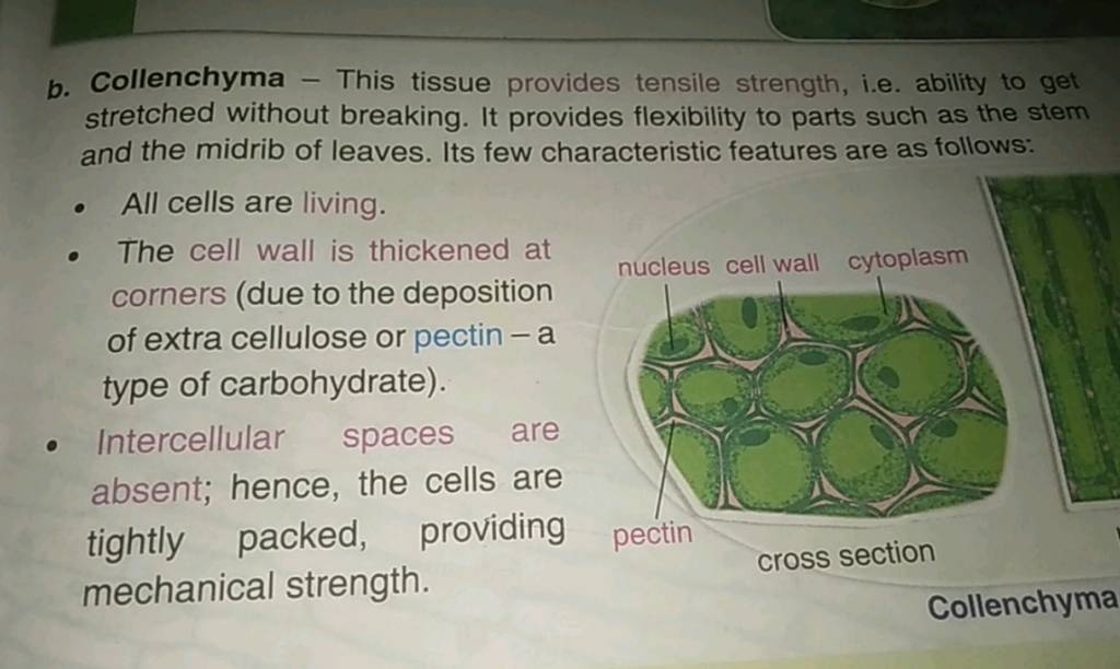 b. Collenchyma - This tissue provides tensile strength, i.e. ability to g..
