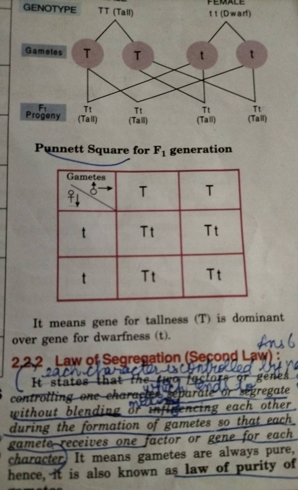 GENOTYPE TT (Tall) tt(Dw arf) Gametes Progeny (TaII) (Tall) (Tali) (Tall)..
