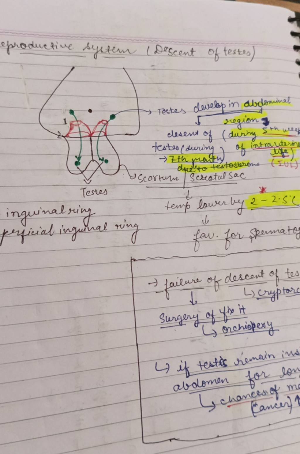 eproductive system (Descent of testes) Testes 1 inguinal ring temp lower