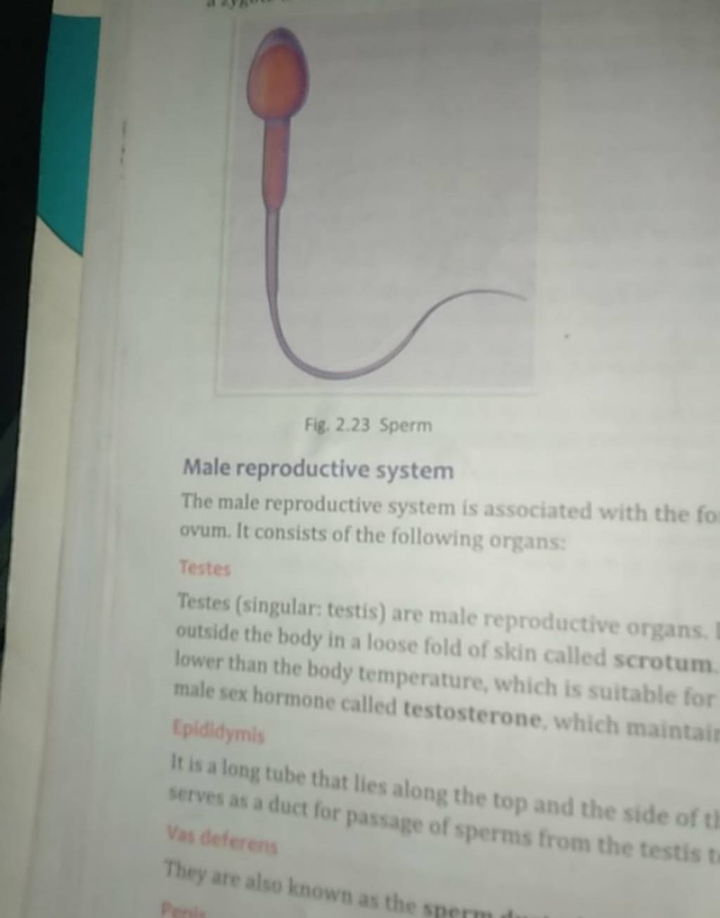 Fig. 2.23 Sperm Male reproductive system The male reproductive system is