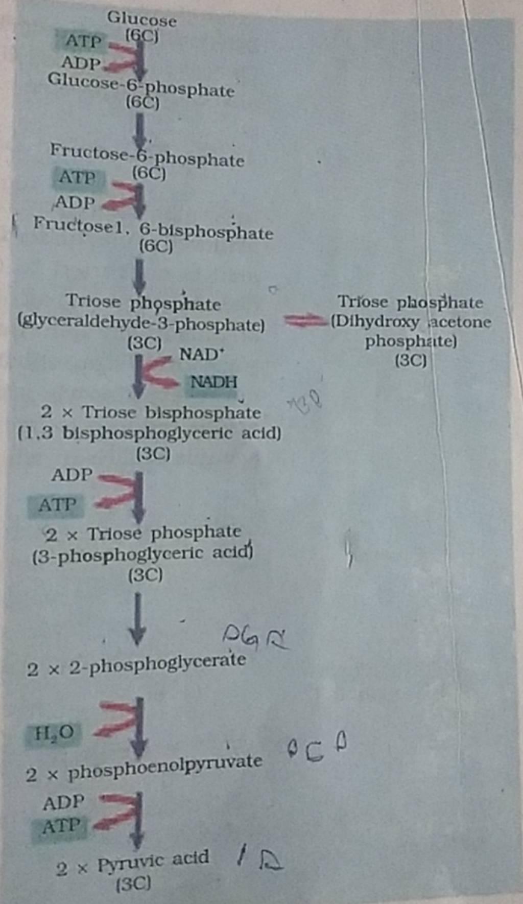 Glucose ATP (6C) ADP Glucose-6-phosphate Glucose-6-pho (6C) Fructose-6-ph.. Glucose ATP (6C) ADP Glucose-6-phosphate Glucose-6-pho (6C) Fructose-6-ph..