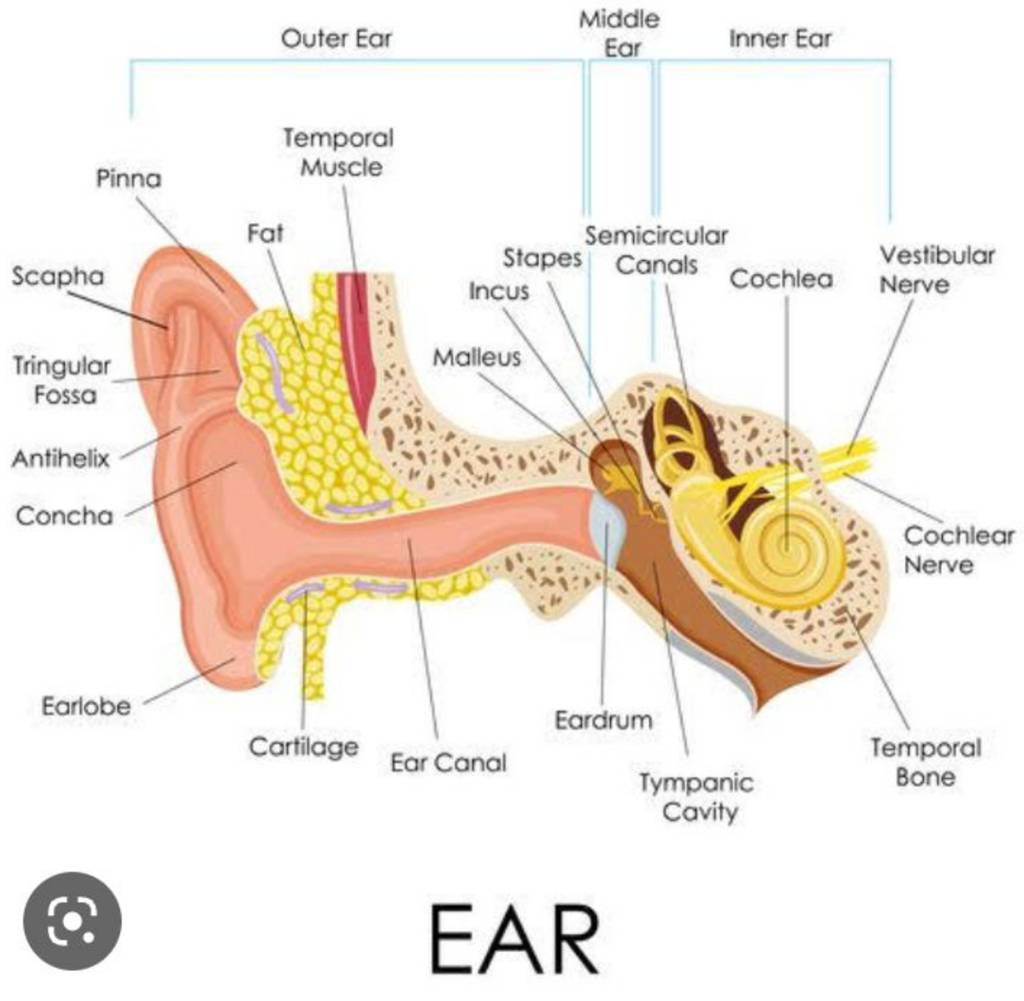 Pinna Scapha Tringular Fossa Antihelix Concha Earlobe Outer Ear Temporal