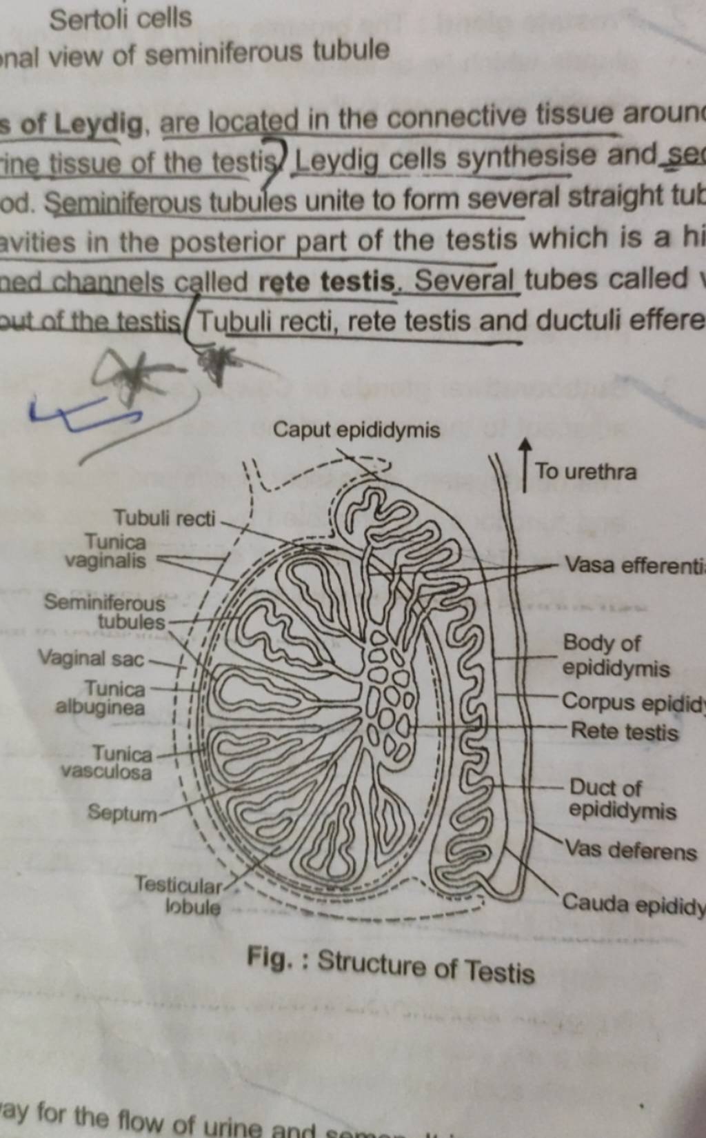 Sertoli Cells Nal View Of Seminiferous Tubule S Of Leydig Are Located In