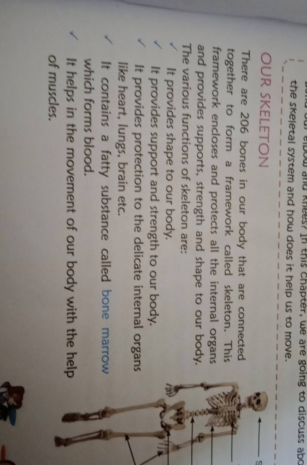 the skeletal system and how does it help us to move. OUR SKELETON There a..