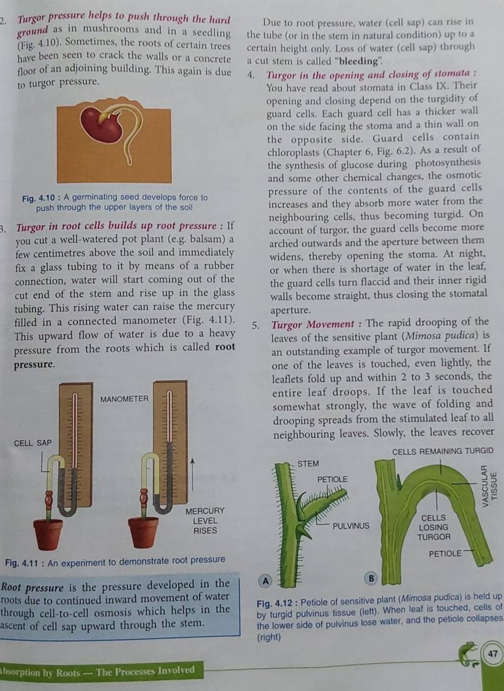 2 Turgor Pressure Helps To Push Through The Hard Ground As In Mushrooms