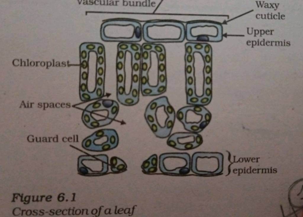 Figure 6.1 Cross-section of a leaf | Filo
