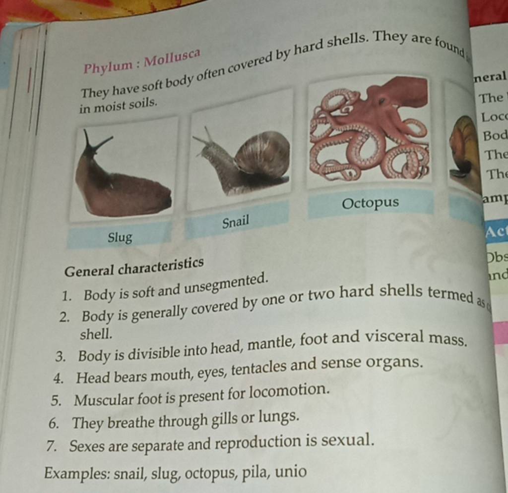 Phylum : Mollusca They have soft body often covered by hard shells. They