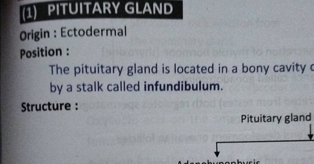 (1) PITUITARY GLAND Origin : Ectodermal position : The pituitary gland is..