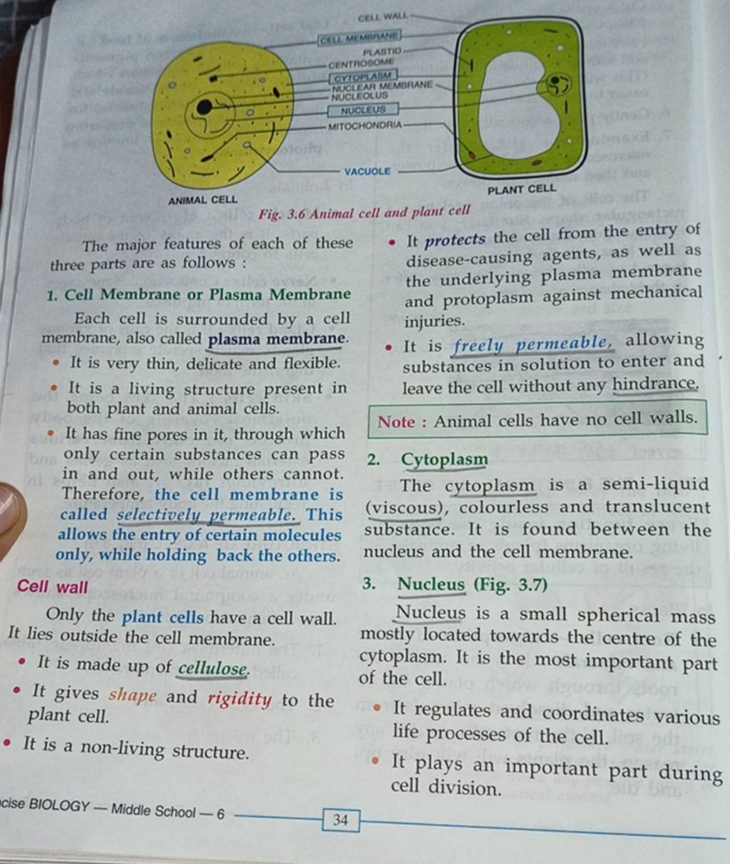 Fig. 3.6 Animal cell and plant cell The major features of each of these t..