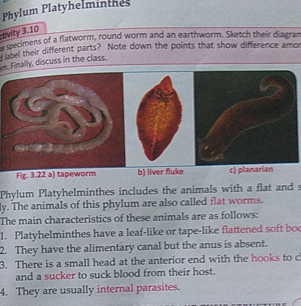 Phylum Platyhelminthes Diagram