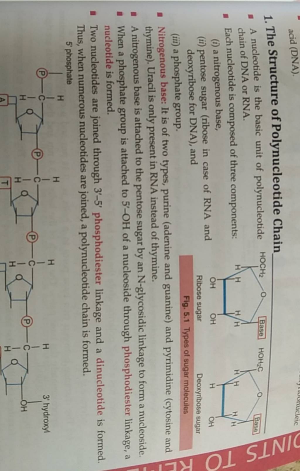1. The Structure of Polynucleotide Chain - A nucleotide is the basic unit..