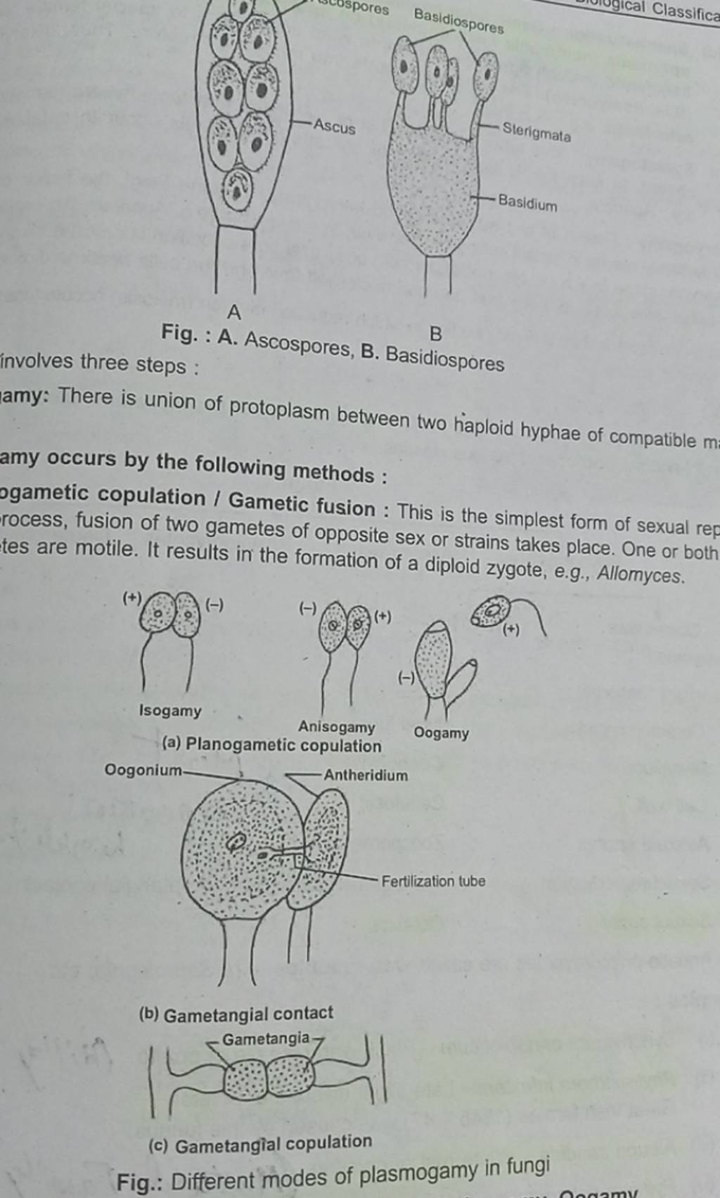 Ascospores And Basidiospores