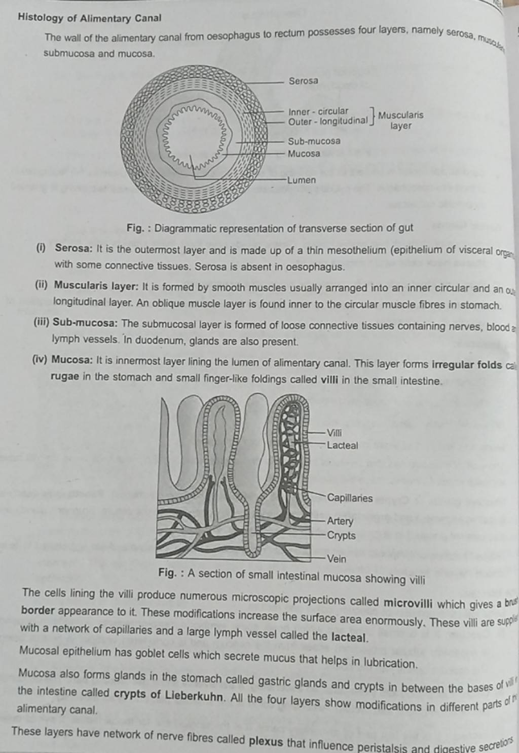 Histology of Alimentary Canal The wall of the alimentary canal from oesop..