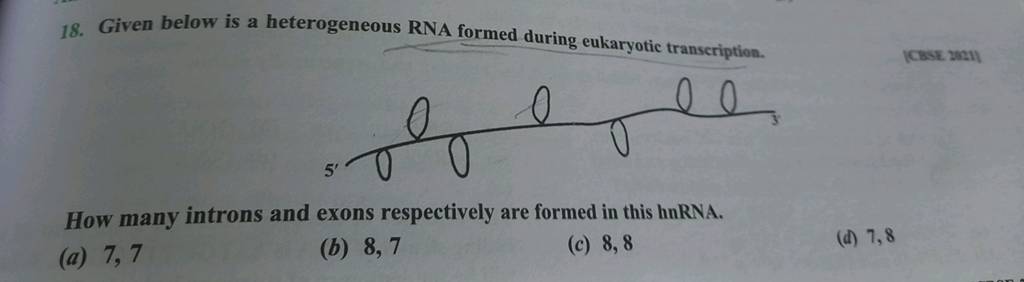 Given below is a heterogeneous RNA formed during eukaryotic transcription..