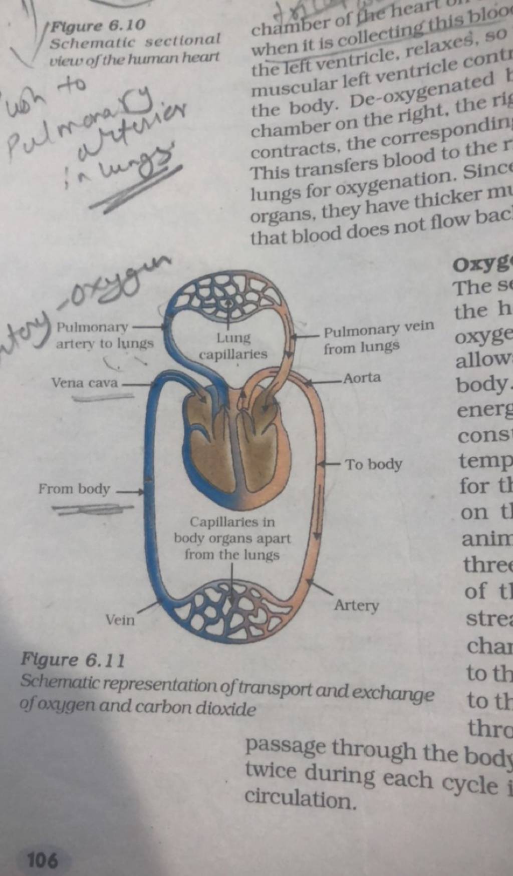 Figure 6.10 Schematic sectional view of the human heart wh to pues morate..