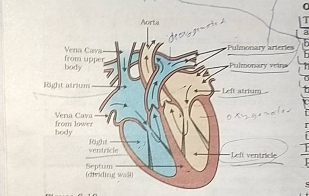 Vena Cava- from upper body Right atrium Vena Cava from lower body Right v..