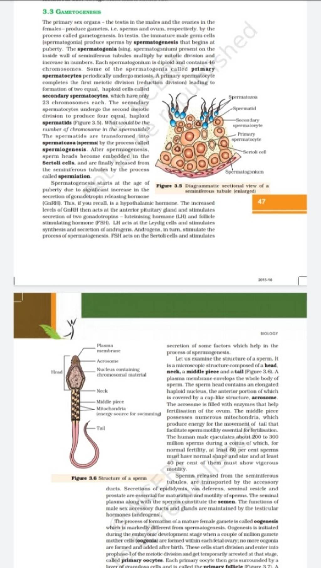 3 3 Gametogenesis The Primary Sex Organs The Testis In The Males And The