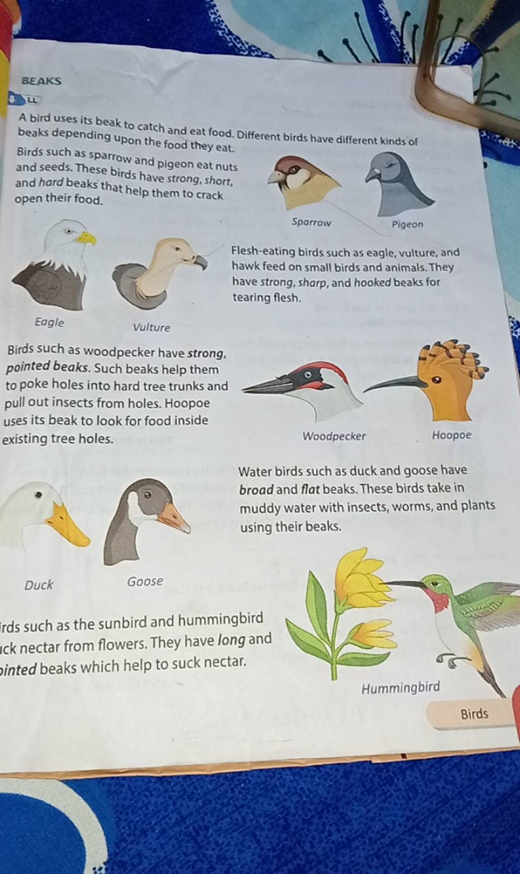 BEAKS (B) 4 A bird uses its beak to catch and eat food. Different birds h..