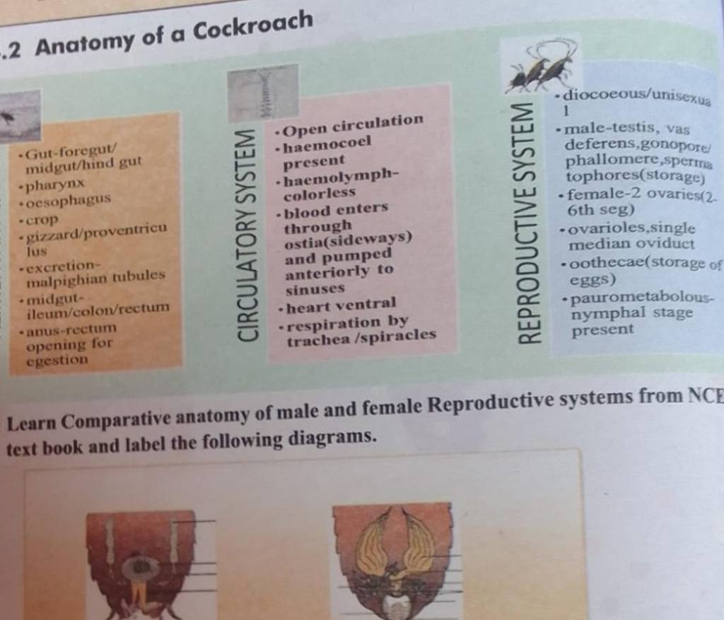 .2 Anatomy of a Cockroach -Gut-foregut midgut/hind gut - pharynx - oesoph..
