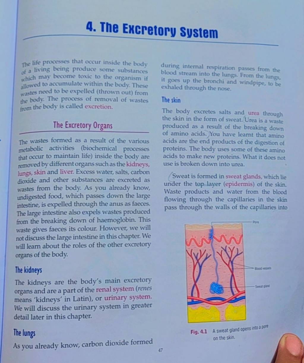 4. The Excretory System The life processes that occur inside the body of