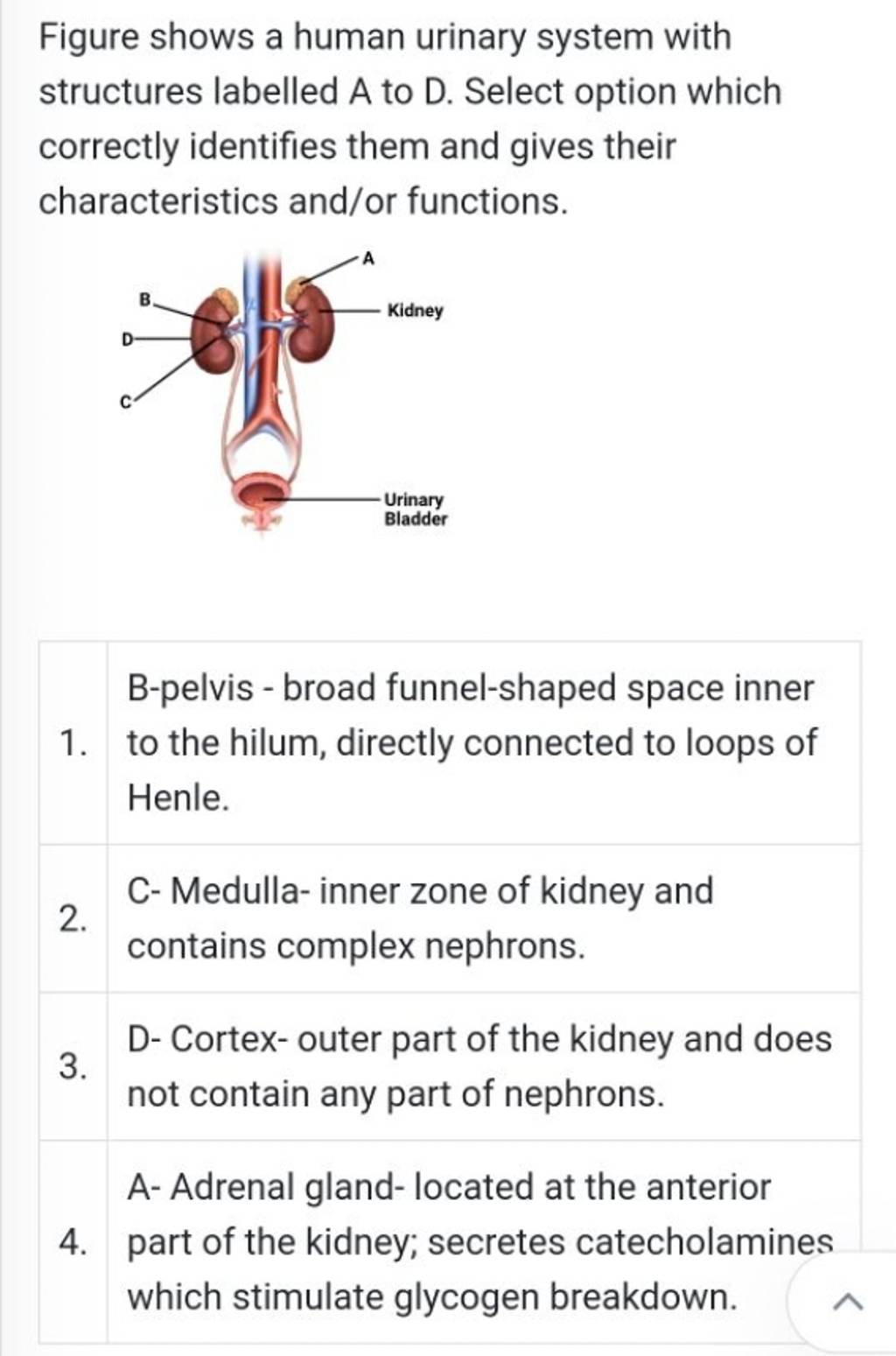 Figure shows a human urinary system with structures labelled A to D. Sele..