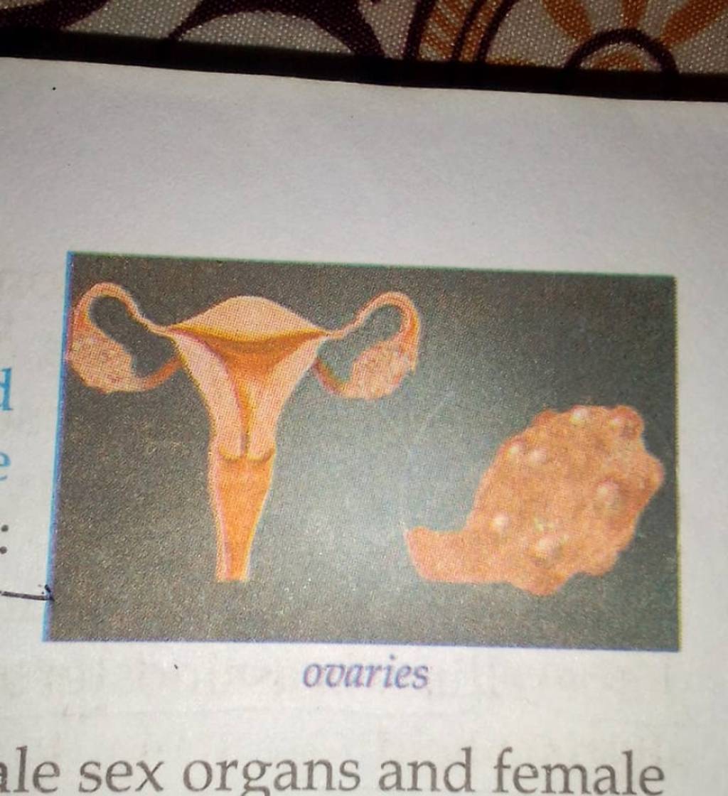 Ovaries Le Sex Organs And Female Filo