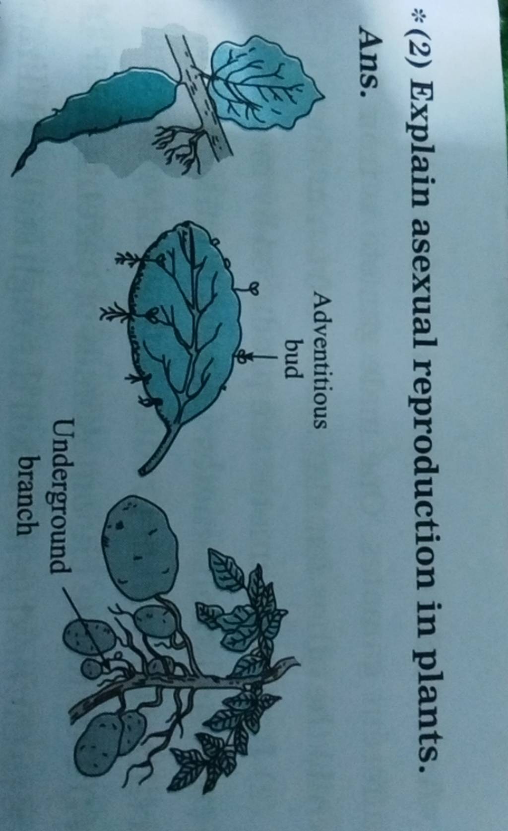 *(2) Explain asexual reproduction in plants. Ans. | Filo