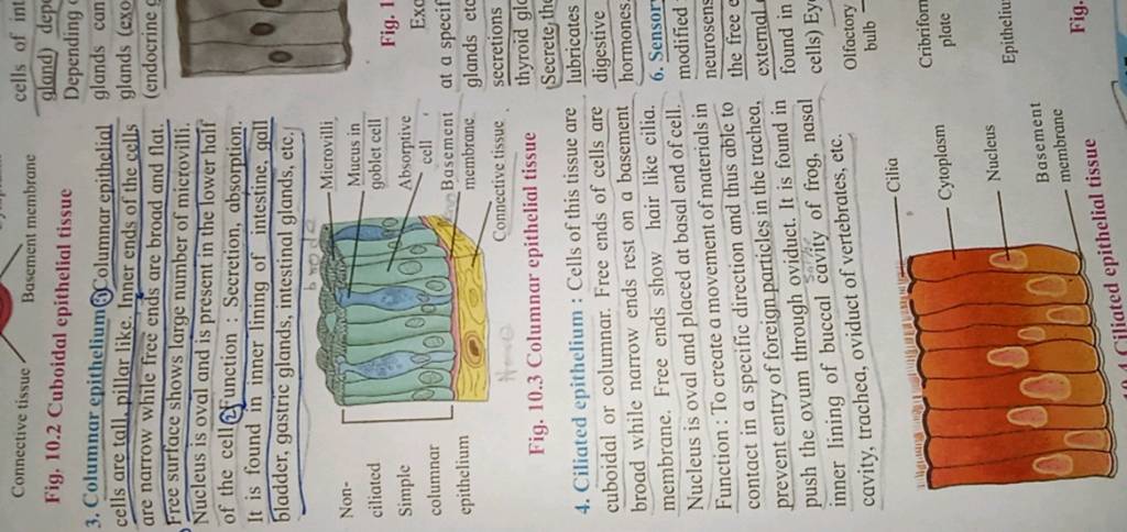 Connective tissue Basement membrane Fig. 10.2 Cuboidal epithelial tissue