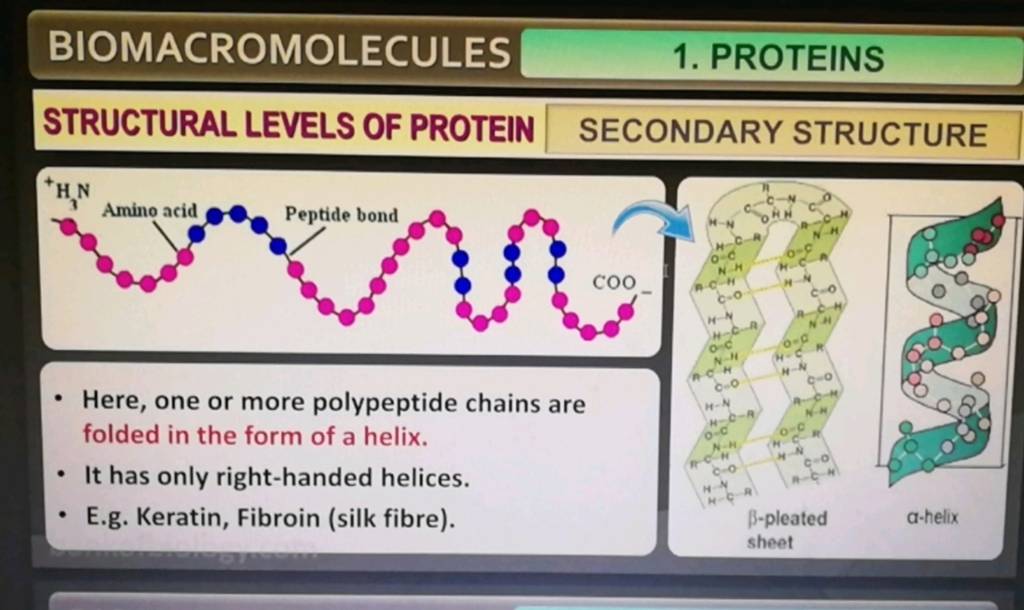 BIOMACROMOLECULES 1. PROTEINS STRUCTURAL LEVELS OF PROTEIN SECONDARY STRU..