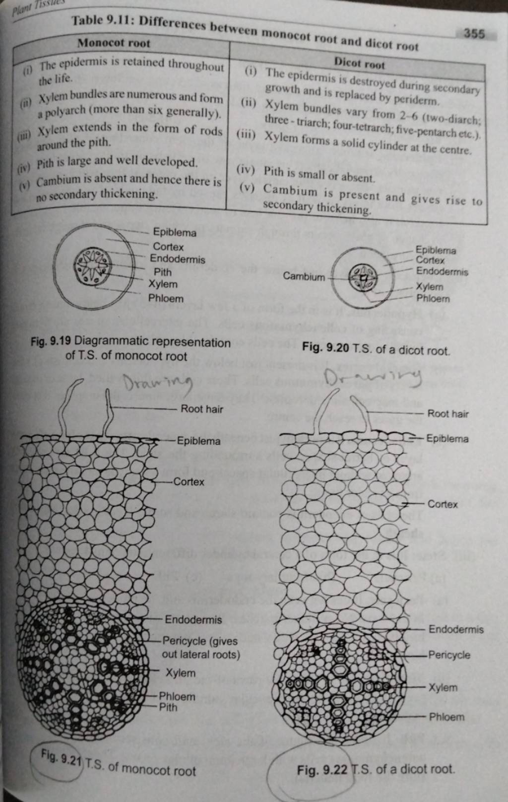 Table 9.11: Differences between monocot root and dicot root 355 Fig. 9.19..