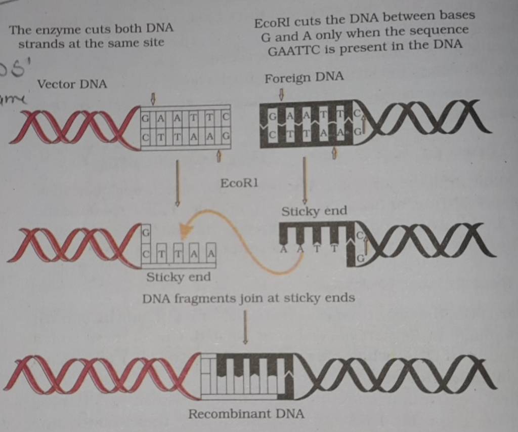 The enzyme cuts both DNA strands at the same site S′ Vector DNA EcoRI cut..