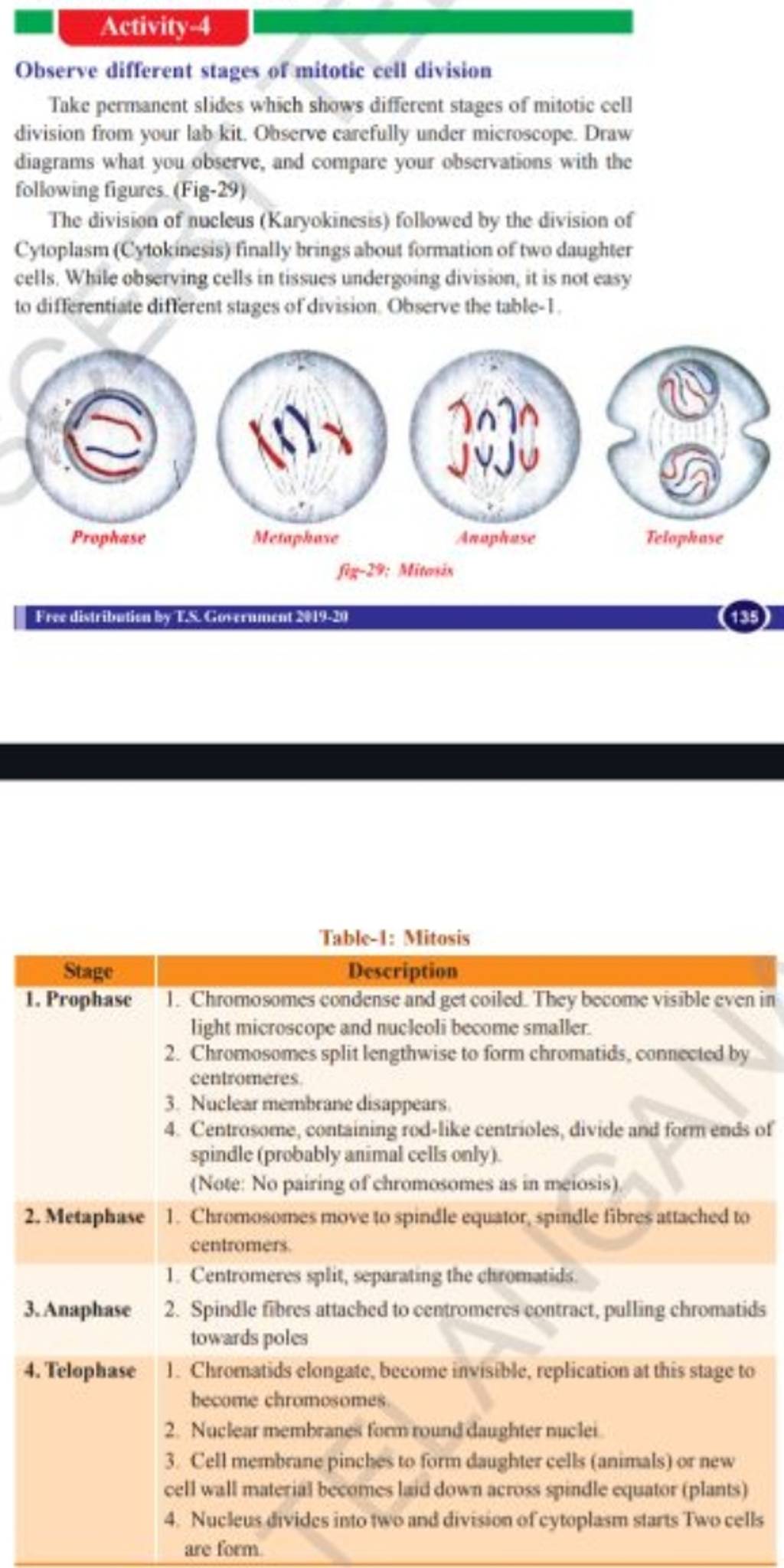 Activity-4 Observe different stages of mitotic cell division Take permane..