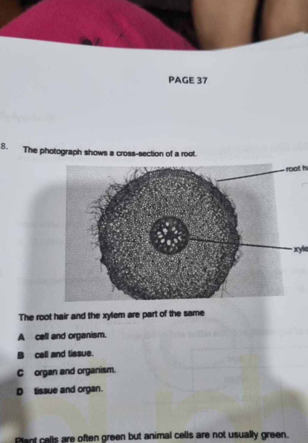 PAGE 37 8. The photograph shows a cross-section of a root. The root hair