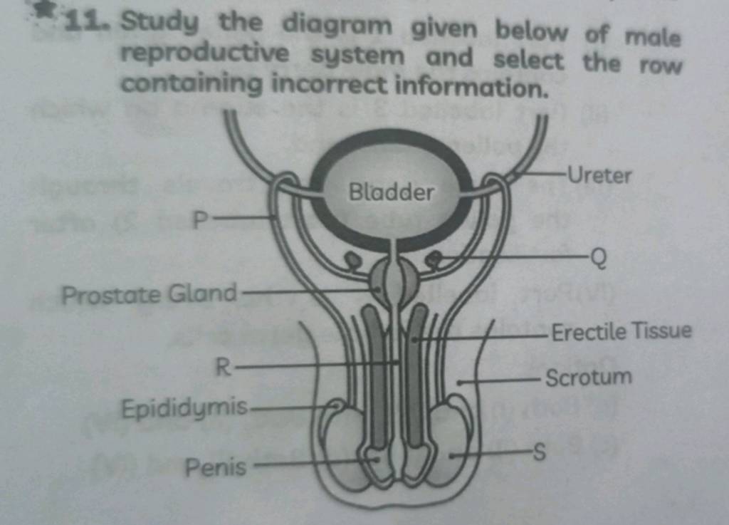 11. Study the diagram given below of male reproductive system and select