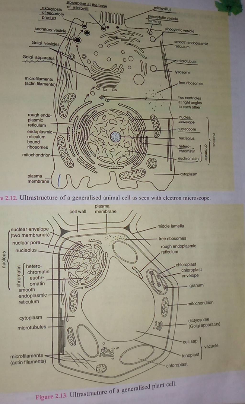 2.12. Ultrastructure of a generalised animal cell as seen with electron m..