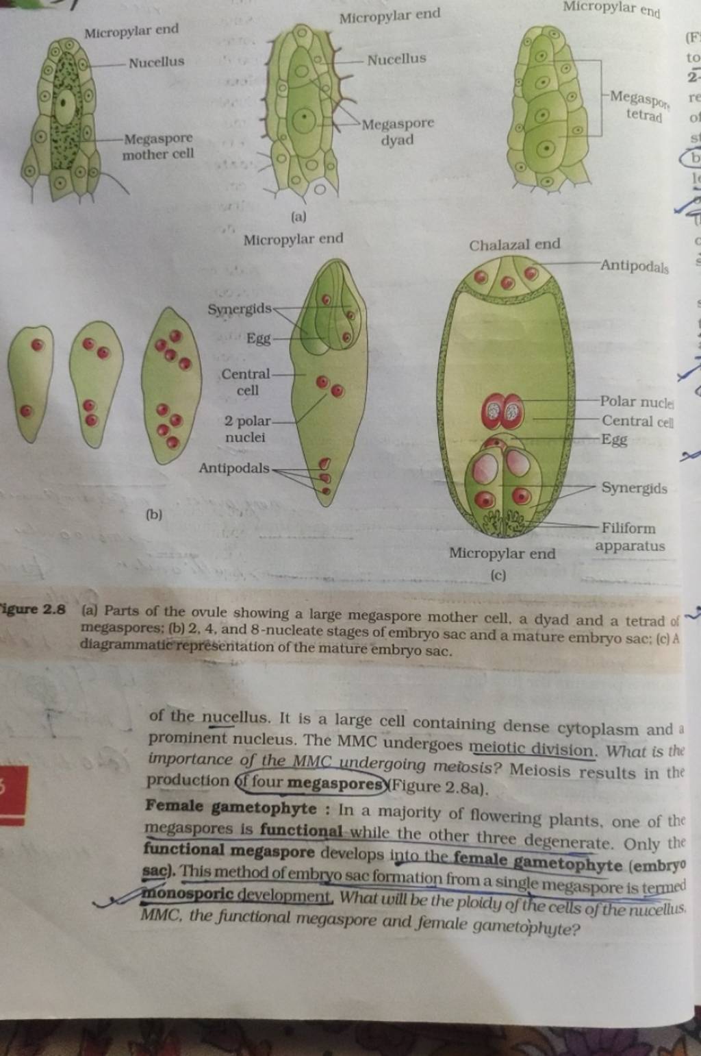 Micropylar end (a) (c) igure 2.8 (a) Parts of the ovule showing a large m..