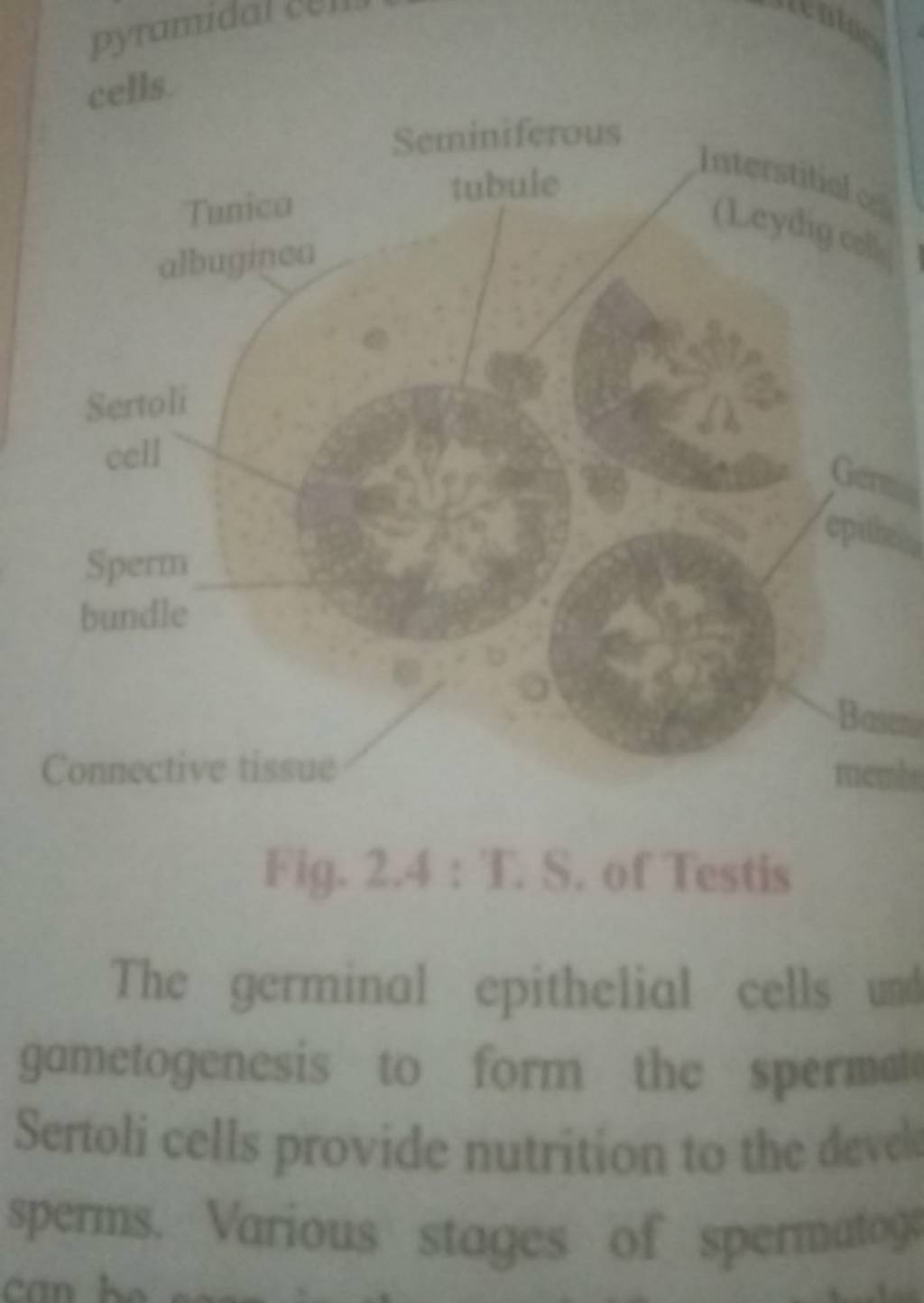 pyramidal come cells. Fig. 2.4 : T. S. of Testis The germinal epithelial