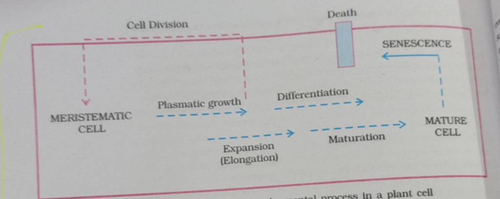 Cell Division MERISTEMATIC CELL Plasmatic growth I Death Differentiation