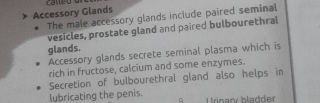 Accessory Glands - The male accessory glands include paired seminal vesic..